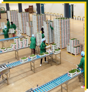 In House Logistics – UFL – Keitt Group