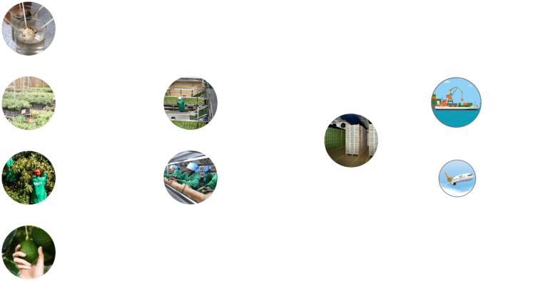 Keitt's Ways – From Africa to the World